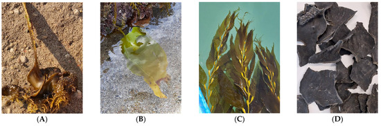 Assessing High-Value Bioproducts from Seaweed Biomass: A Comparative ...