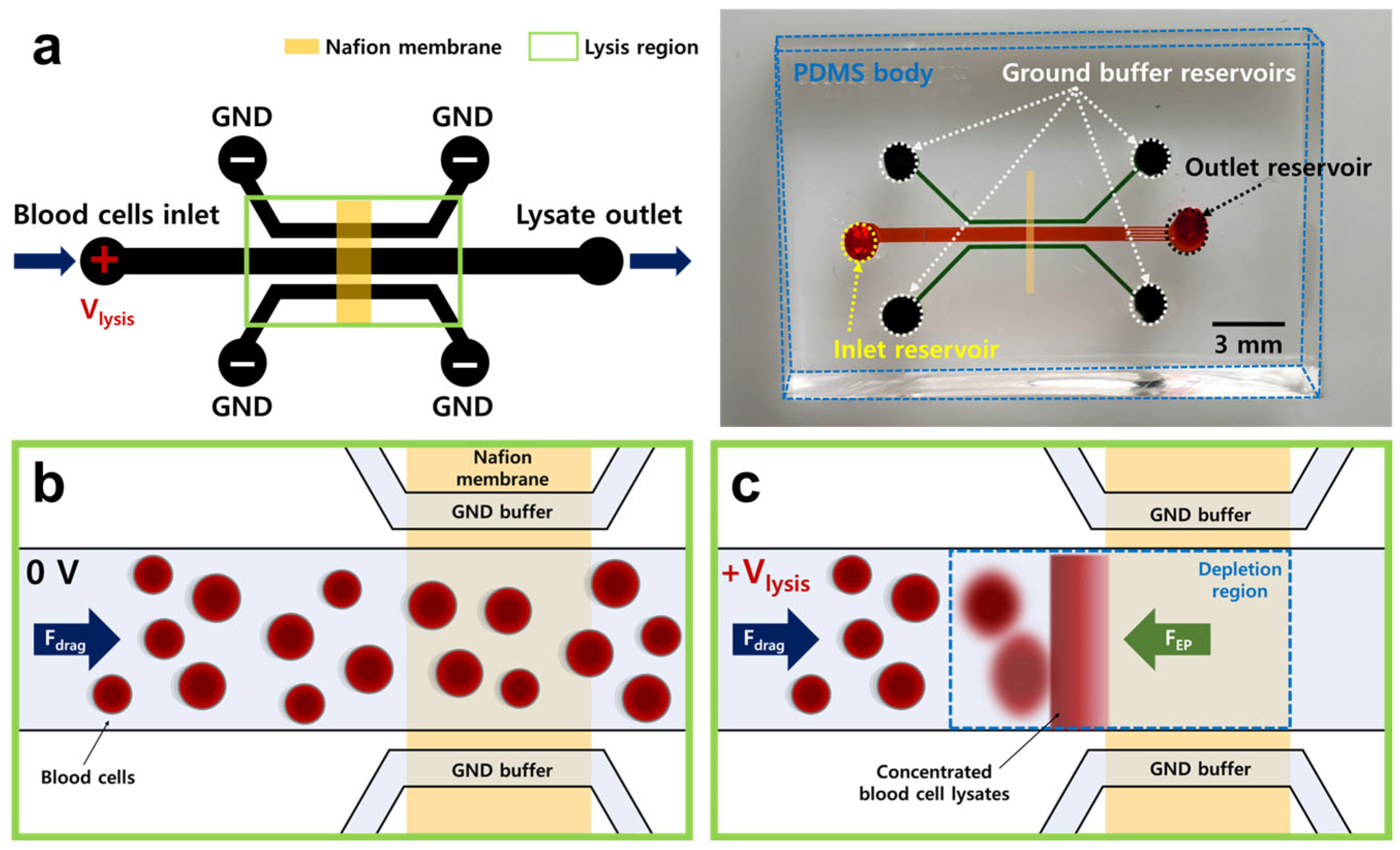 Chemical-Free Rapid Lysis of Blood Cells in a Microfluidic Device ...