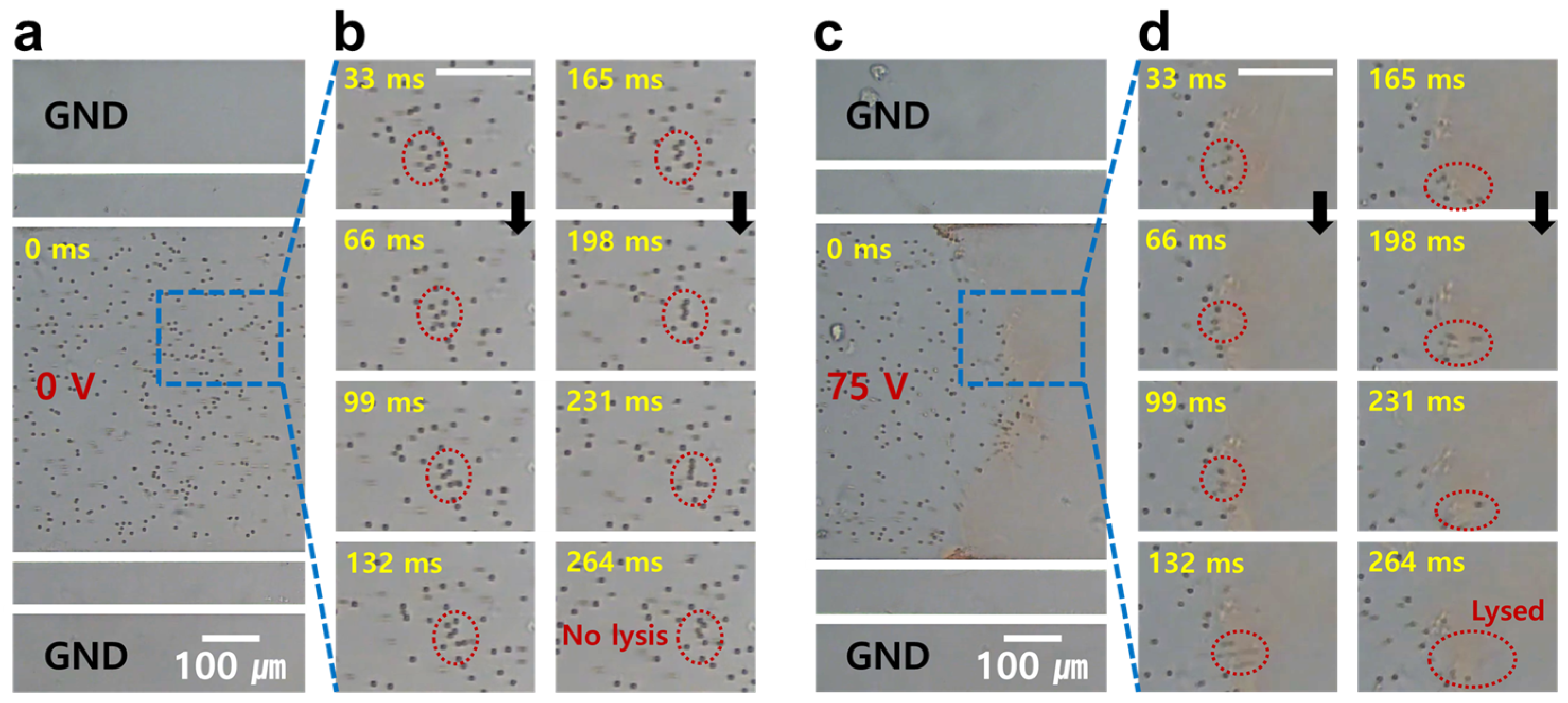 Chemical-Free Rapid Lysis of Blood Cells in a Microfluidic Device ...