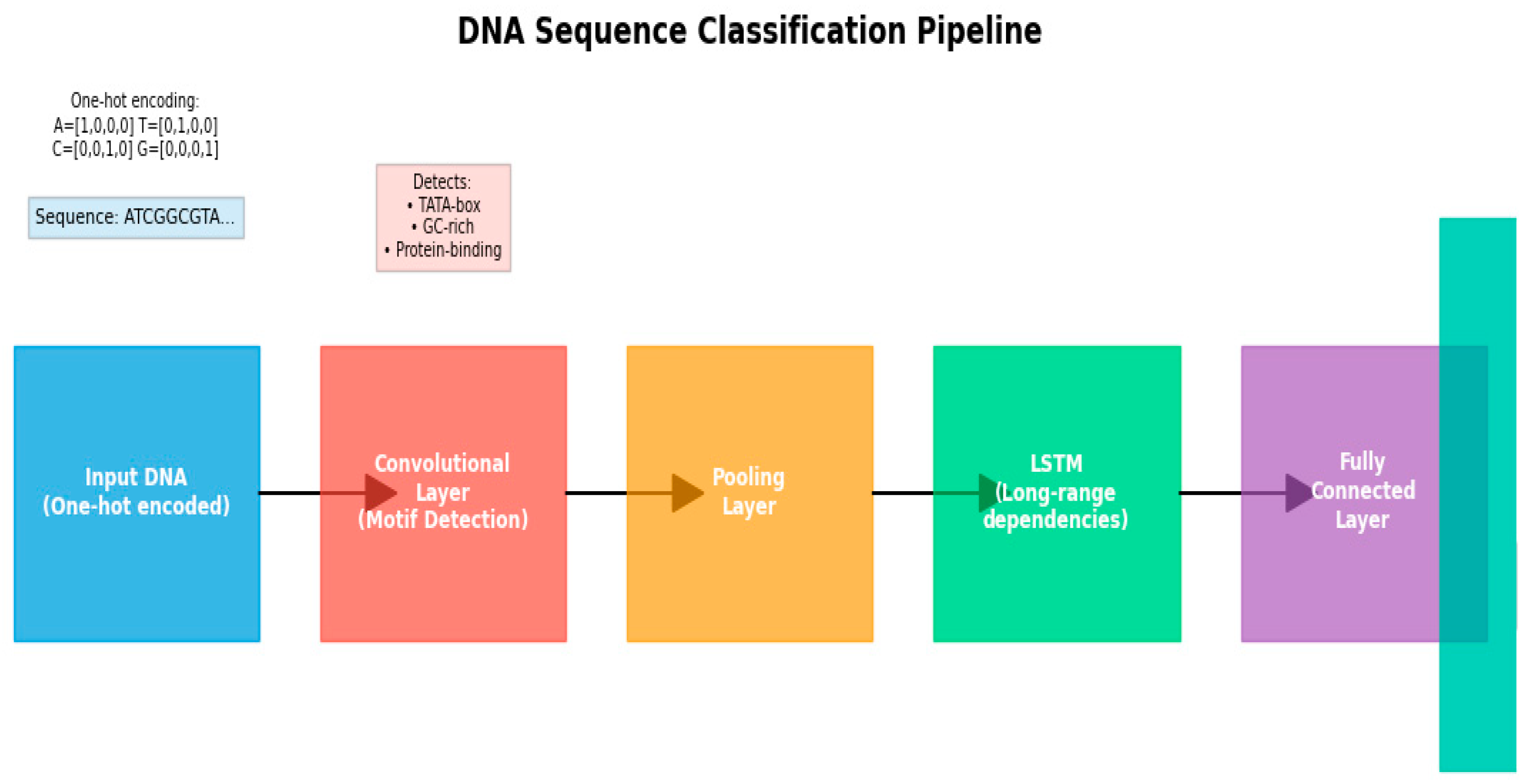 Optimizing DNA Sequence Classification via a Deep Learning Hybrid of LSTM and CNN Architecture