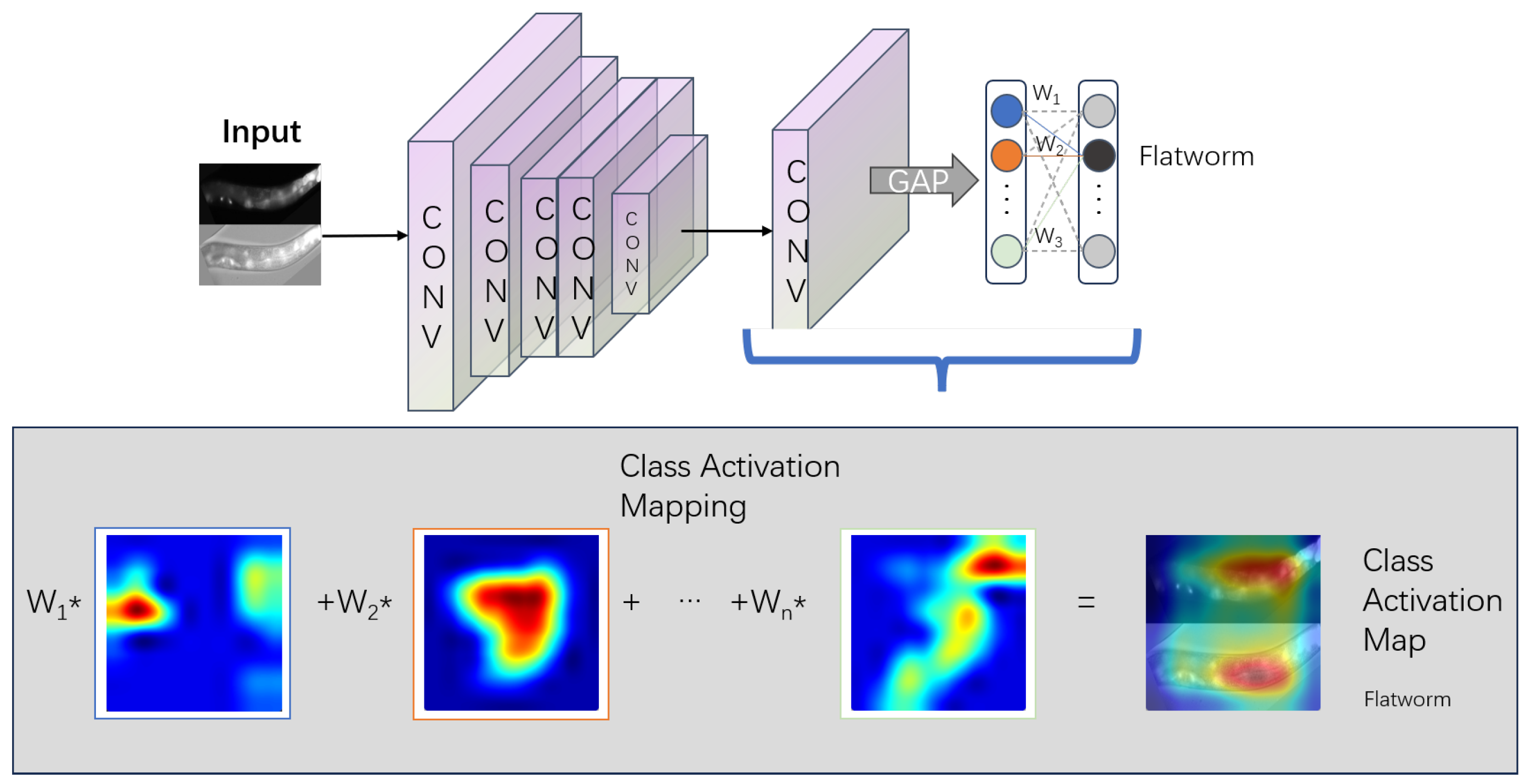 WSG-FEC: Gray-Box Frequency-Domain Explanation of CNN Models Based on ...