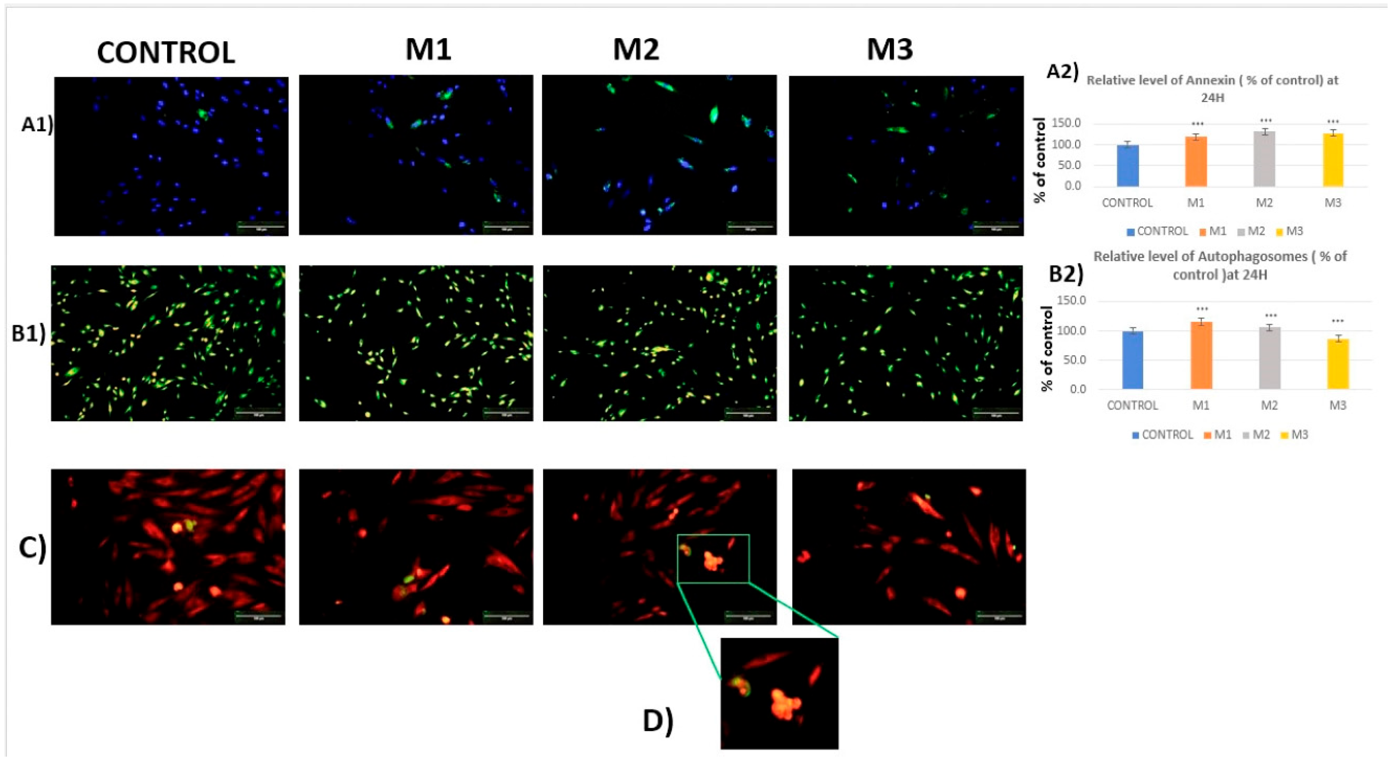 Studies of Akt/mTOR–Autophagy–Apoptosis Crosstalk in Human Gingival ...