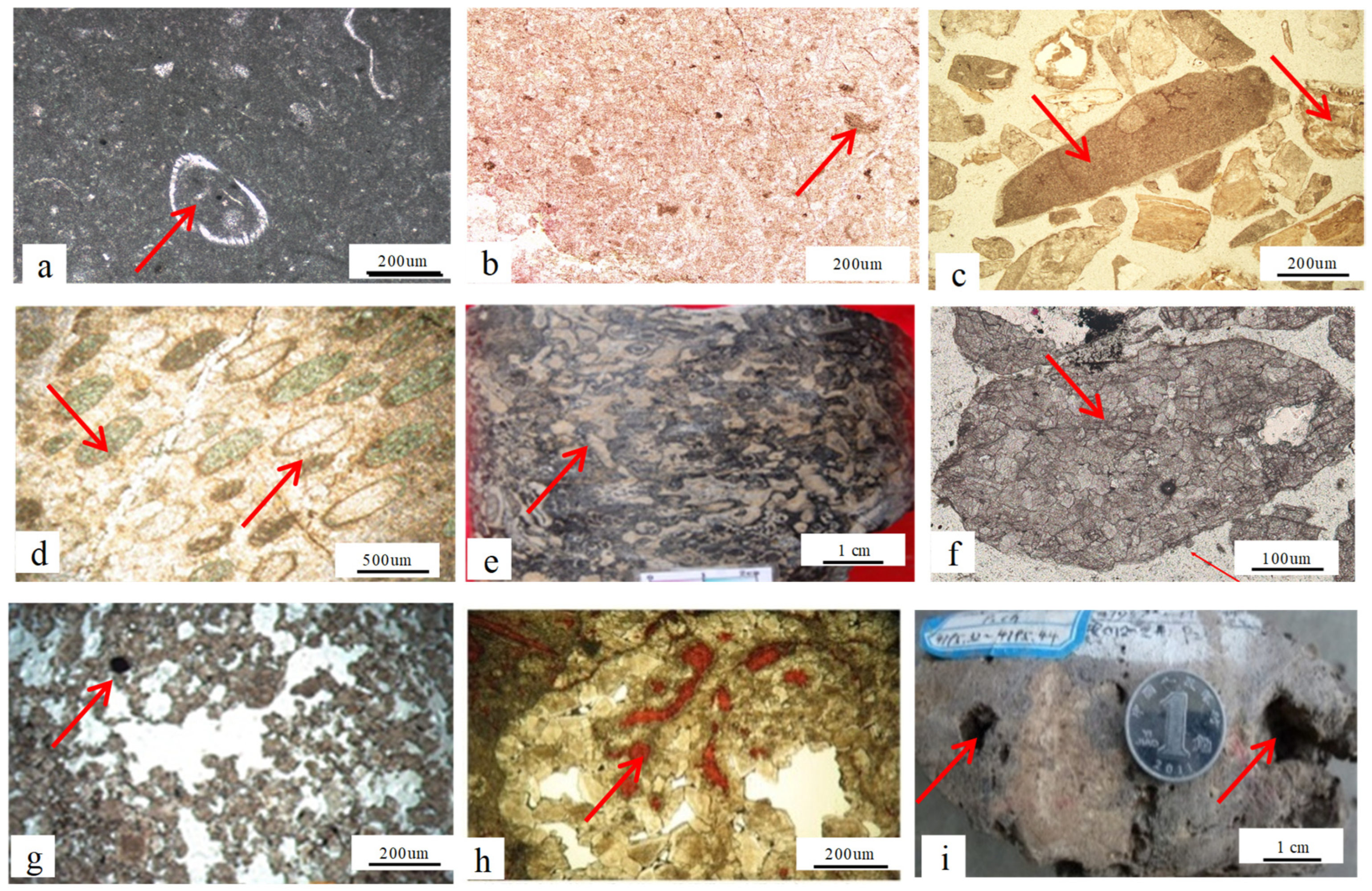 Sedimentary Characteristics and Controls of Reef–Shoal Reservoirs, M ...