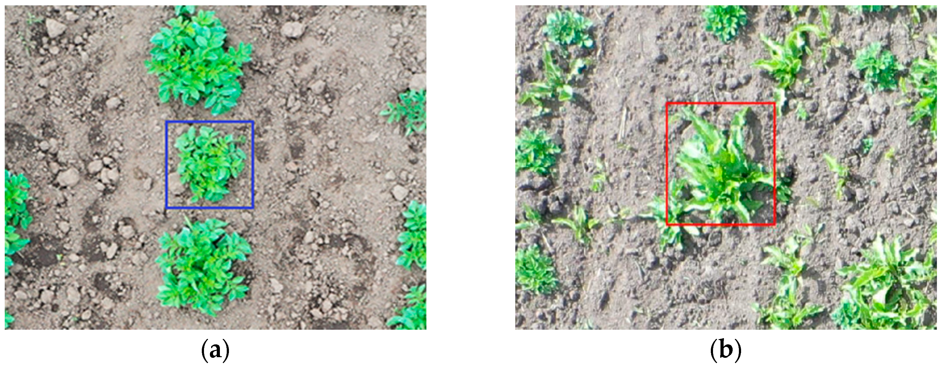 Multi-Class Weed Quantification Based on U-Net Convolutional Neural ...