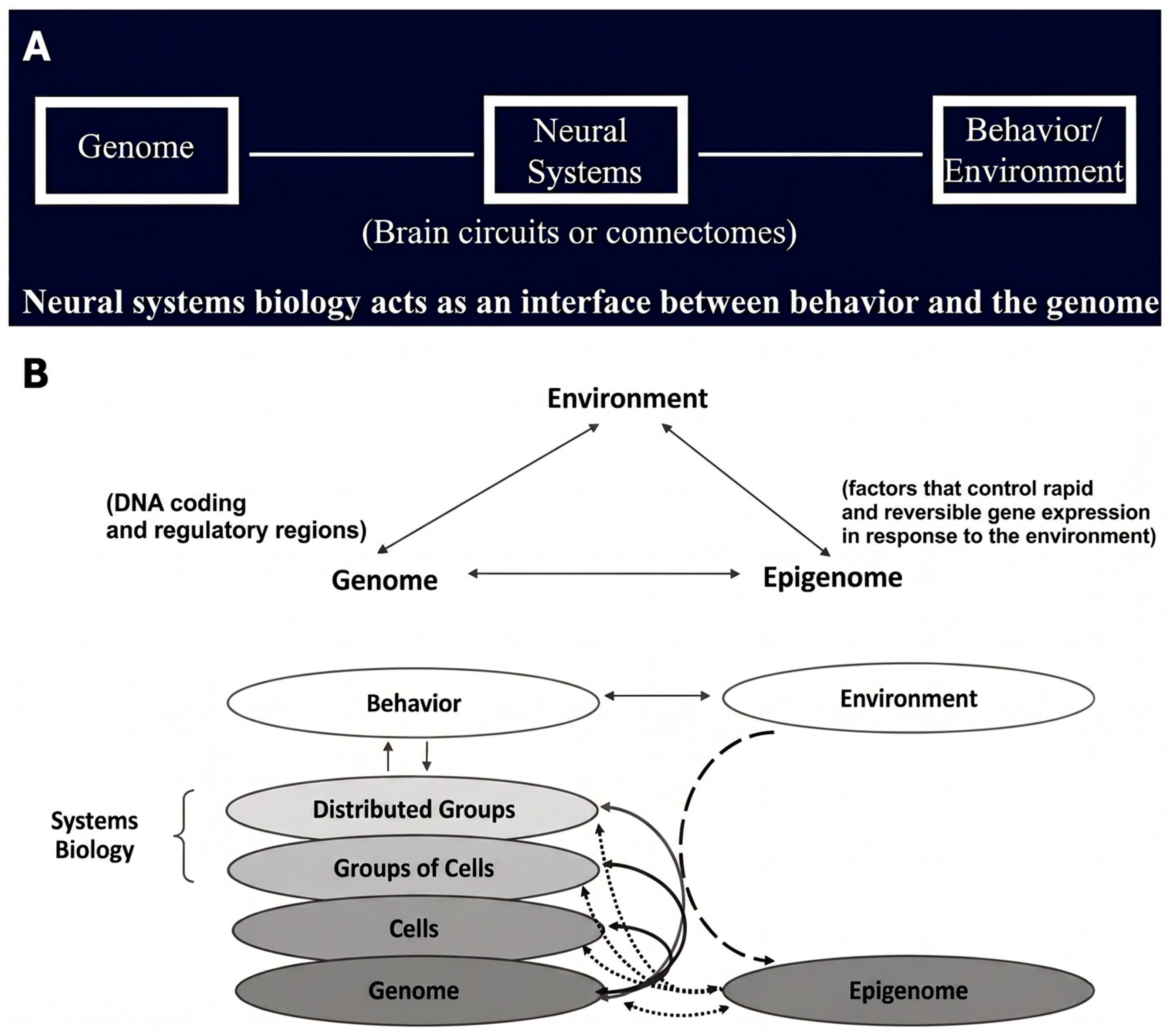 Noninvasive Neuromodulation and Neuroimaging to Enhance Glymphatic ...