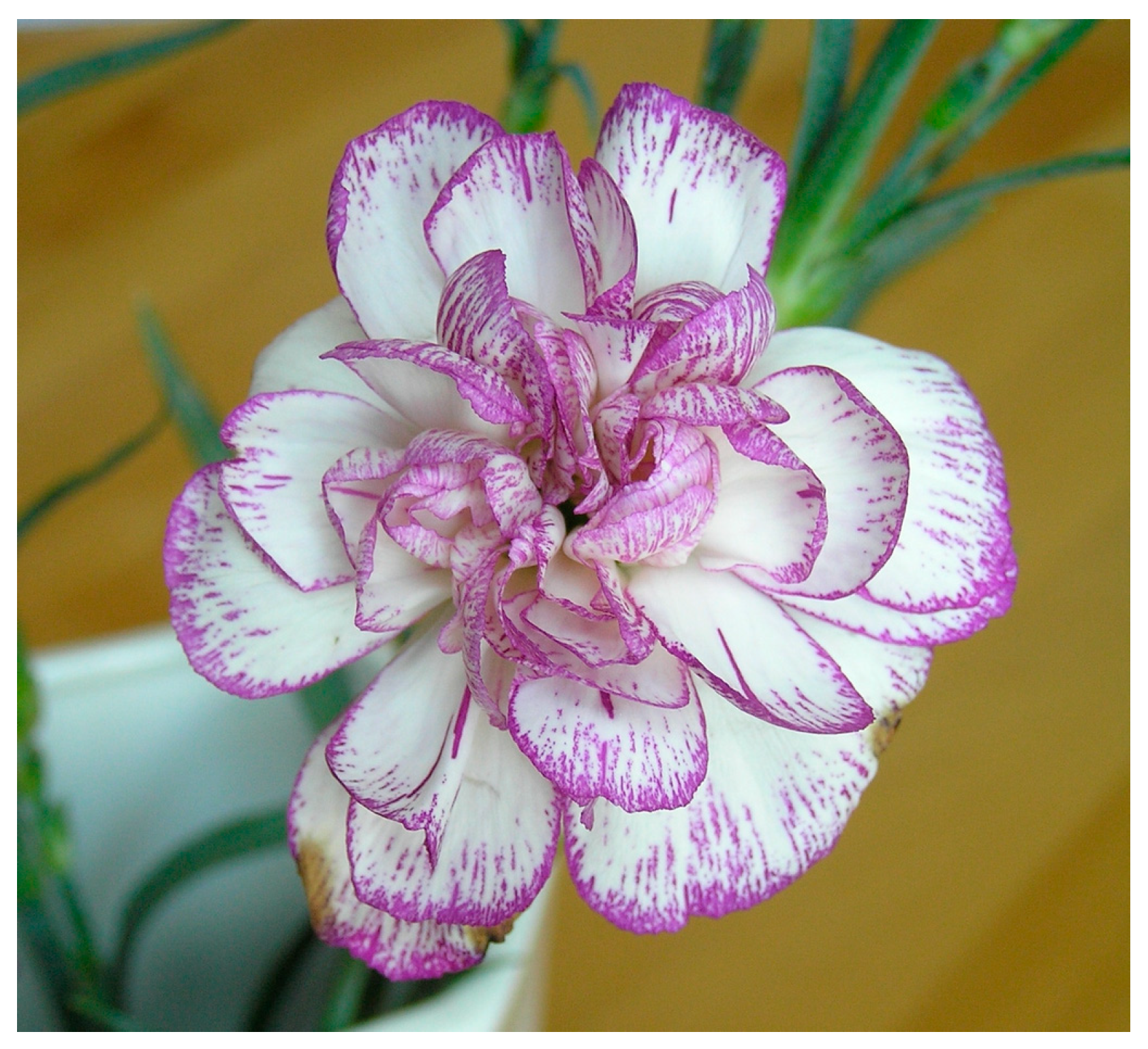 Sweet Bags as Embodied Artifacts of Olfactory Heritage