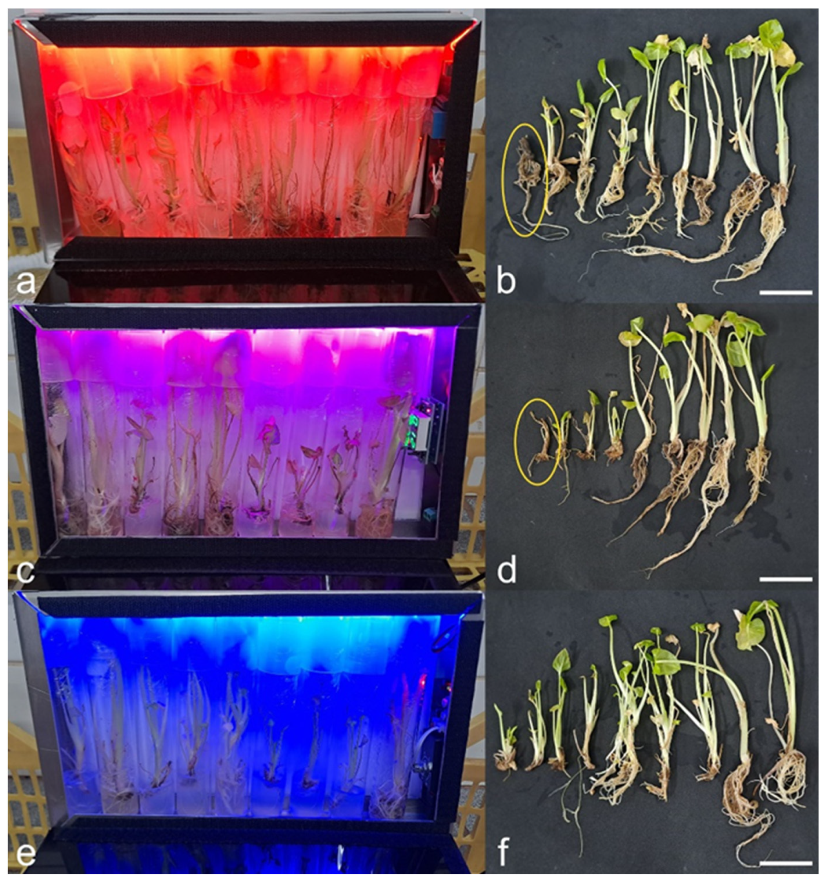 Storage of Plant Species with Desiccation-Sensitive Germplasm in a ...