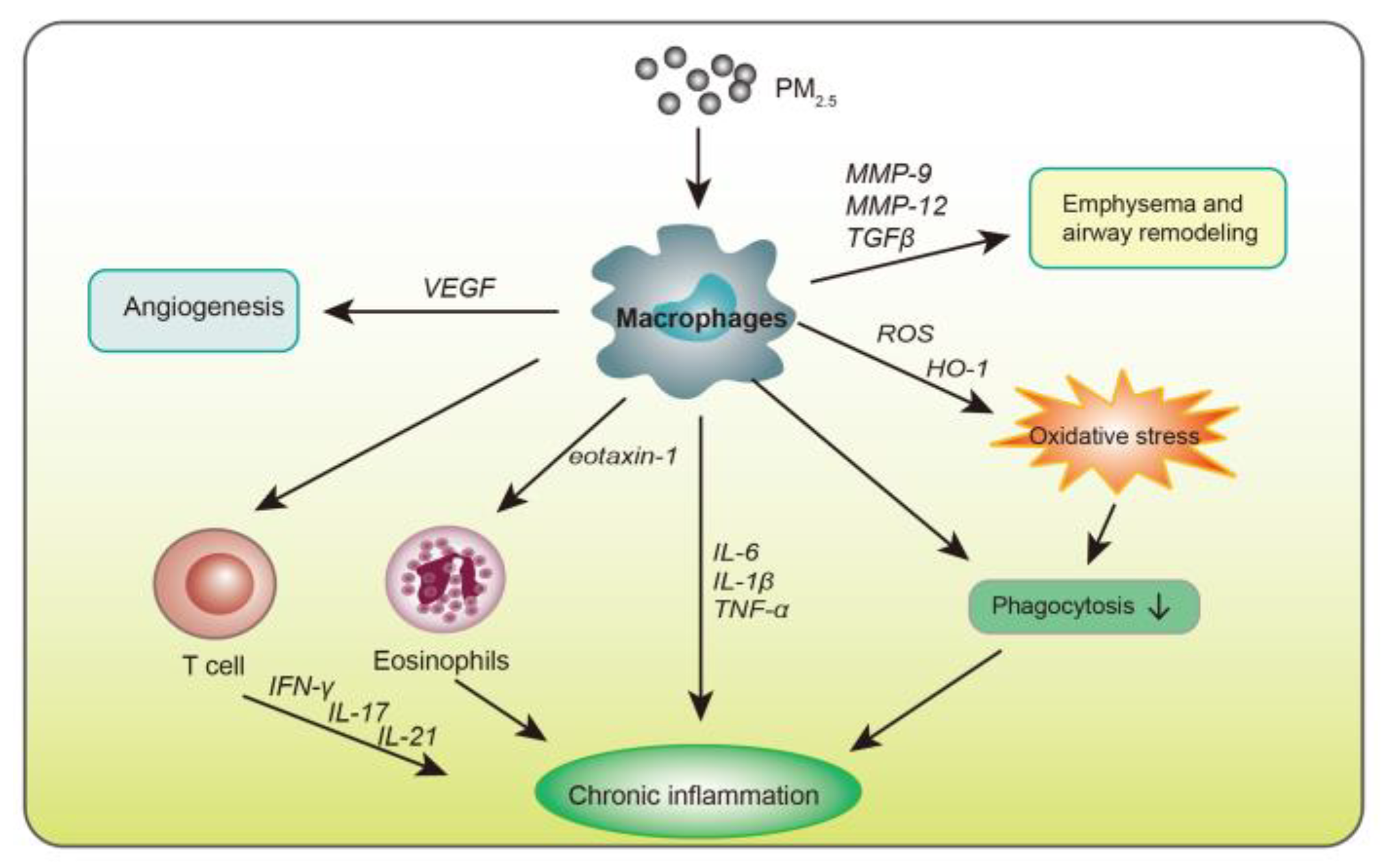 Atmosphere Free Full Text Effects Of PM2 5 On Chronic Airway Atmosphere Free Full Text Effects Of PM2 5 On Chronic Airway