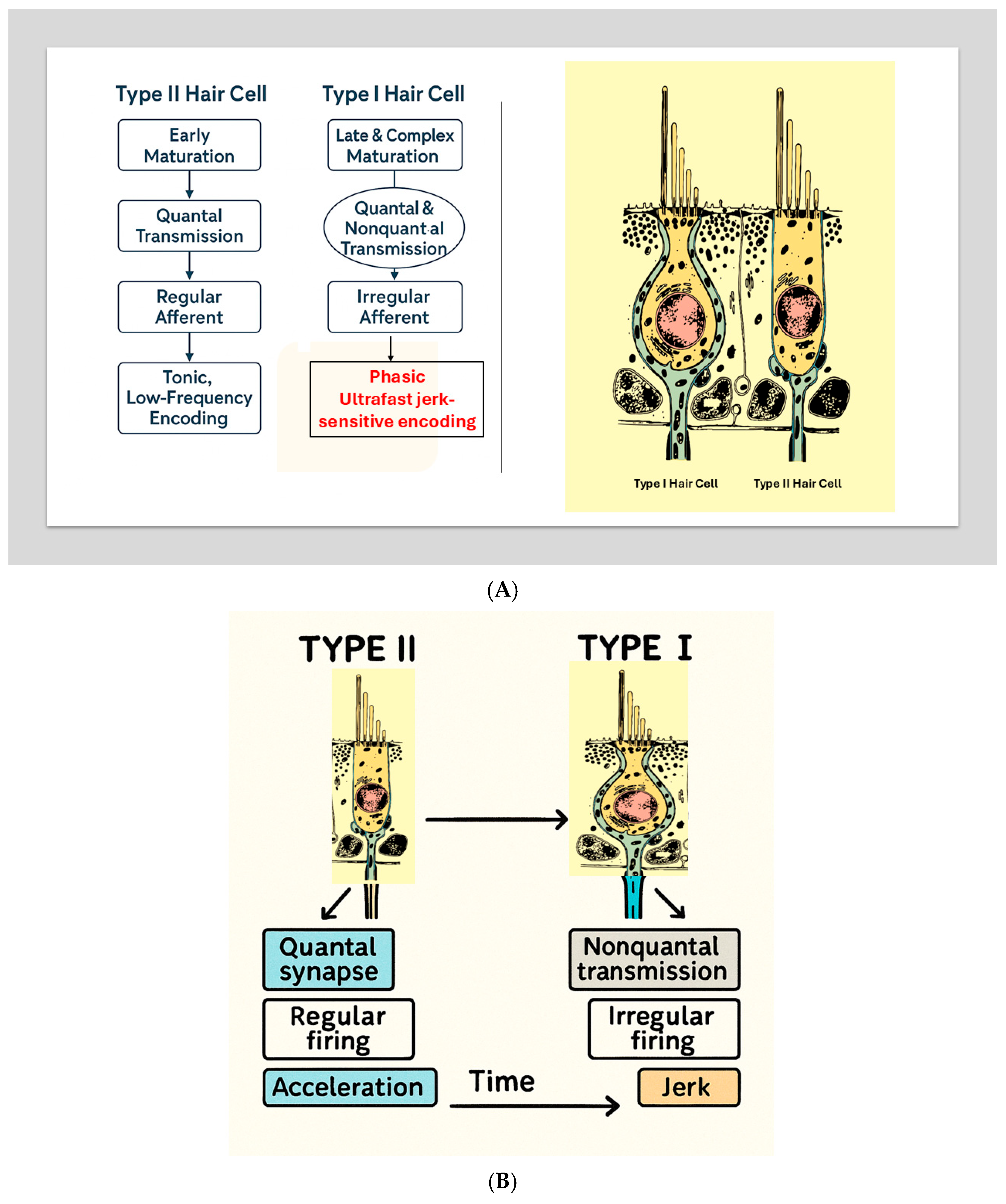 Multiscale Integration of Acceleration and Jerk Sensing in the ...