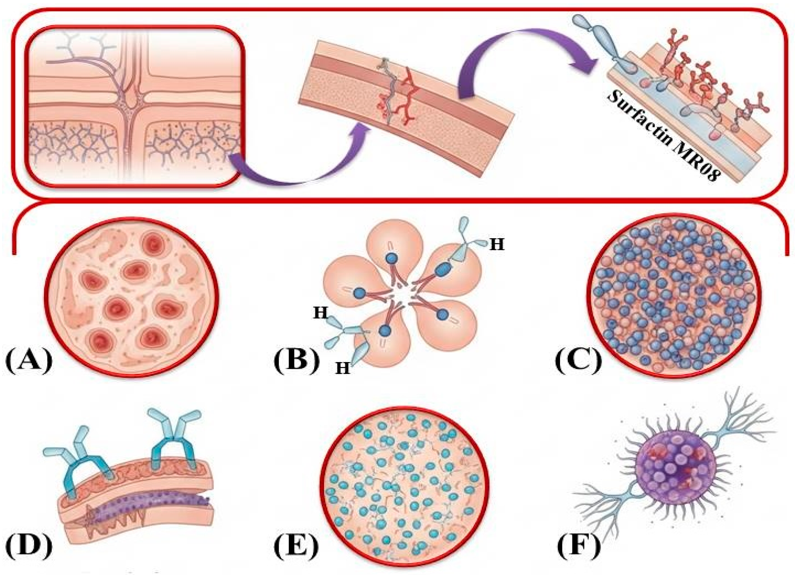 Bacterial Biosurfactants as Bioactive Ingredients: Surfactin’s Role in ...