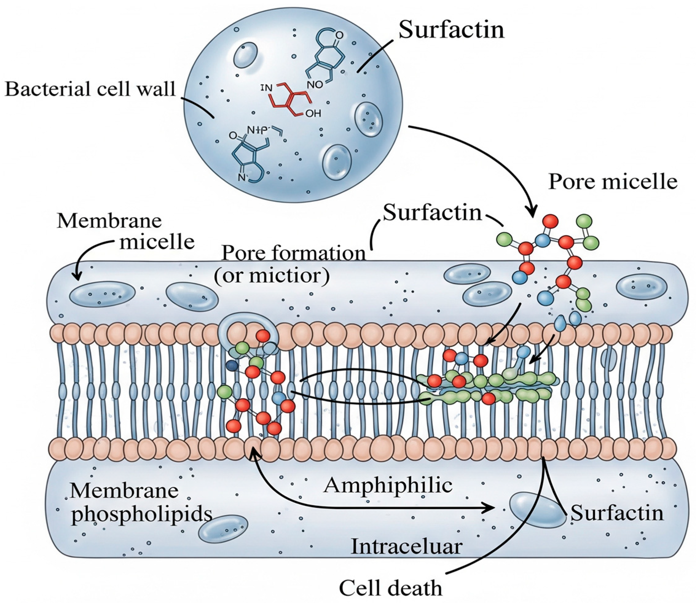 Bacterial Biosurfactants as Bioactive Ingredients: Surfactin’s Role in ...