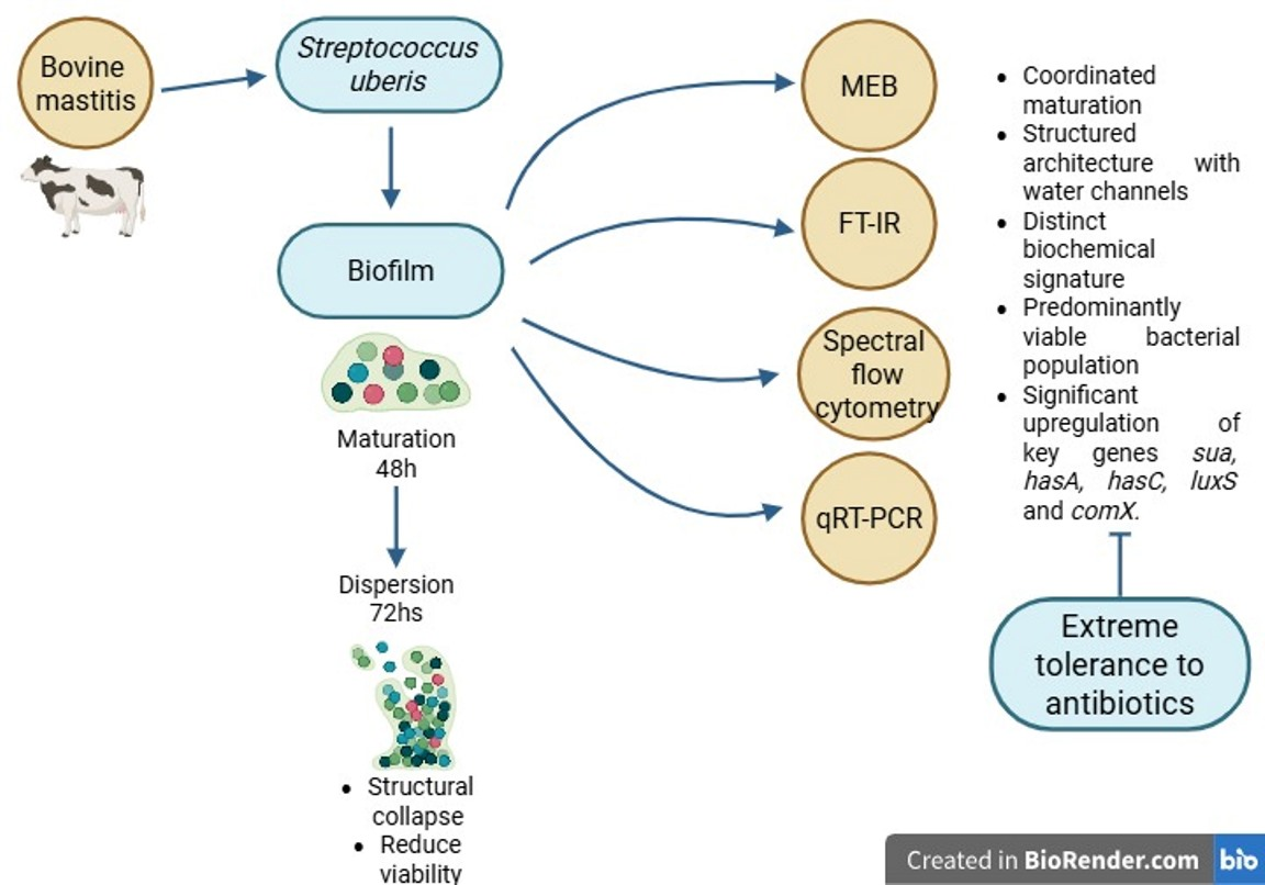 Temporal Dynamics and Integrative Characterization of Streptococcus ...