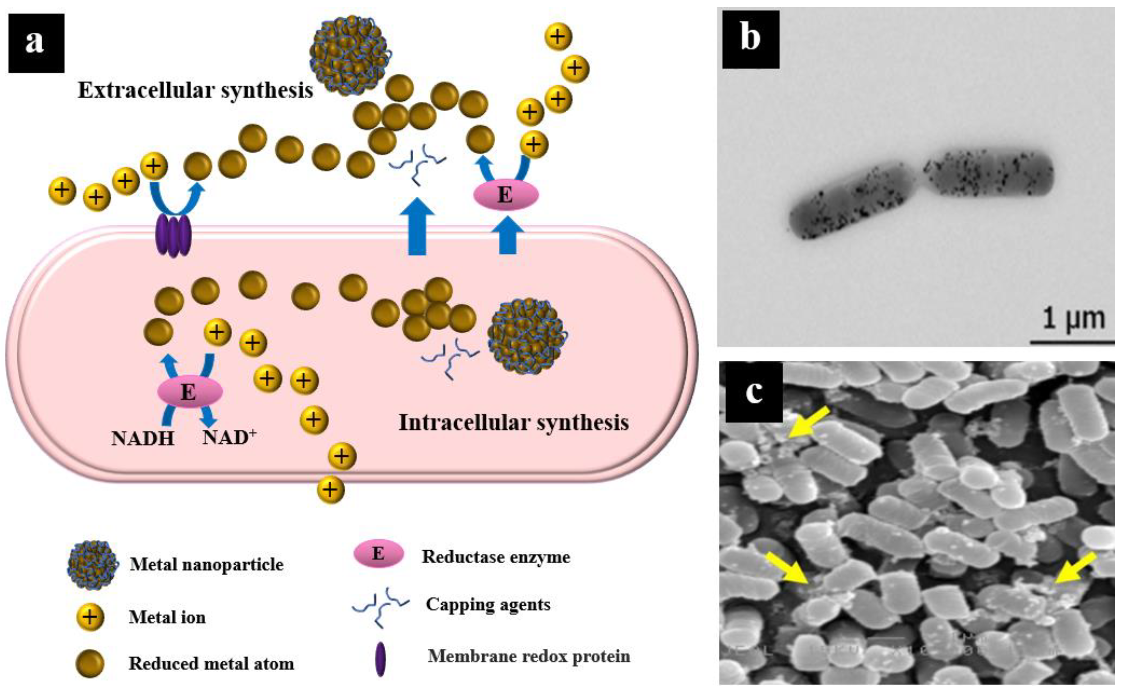 Lactic Acid Bacteria: From Bioprocessing to Nanomedicine