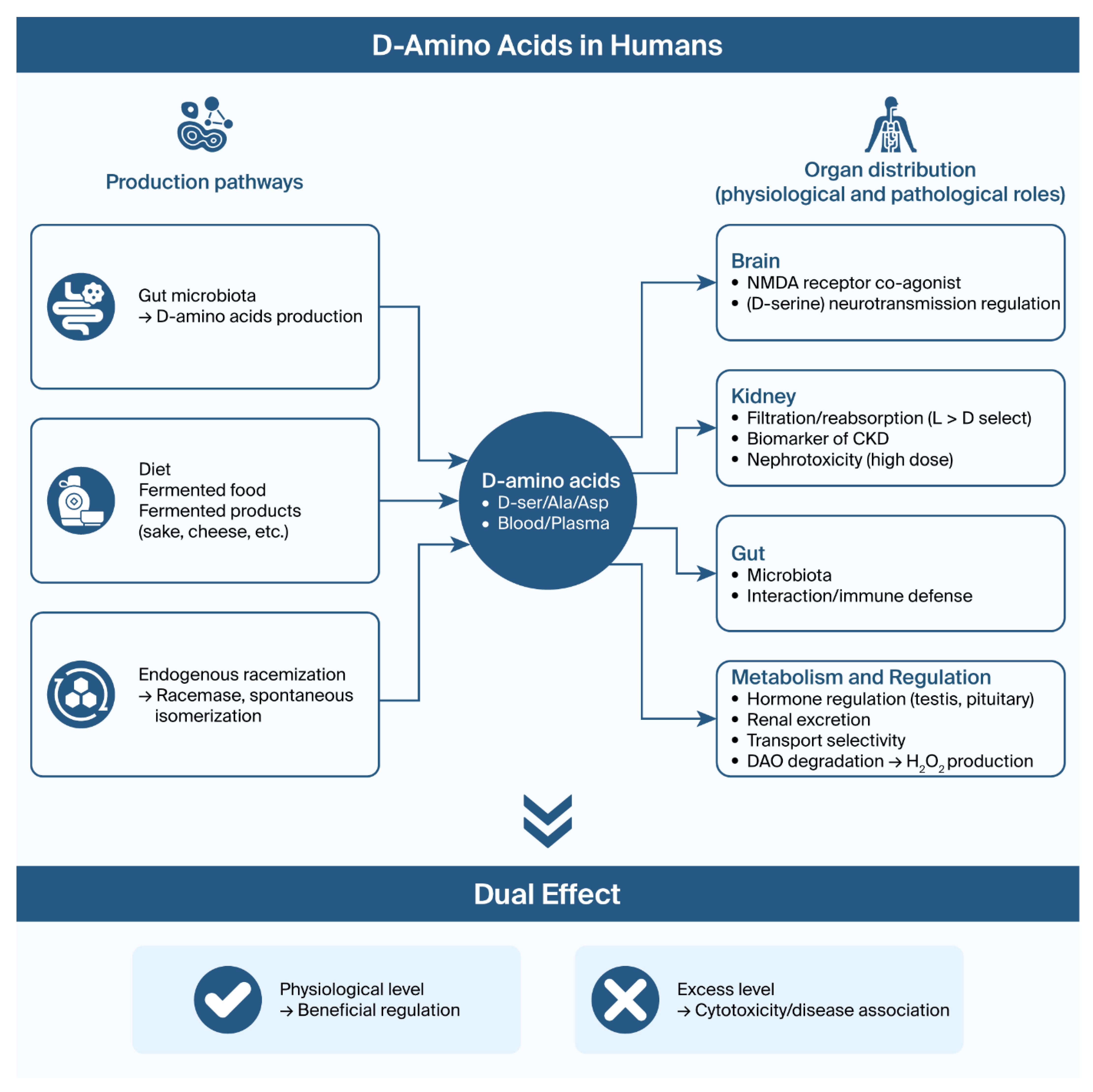 D-Amino Acids in Human Health and Disease: Dual Functions, Metabolic ...