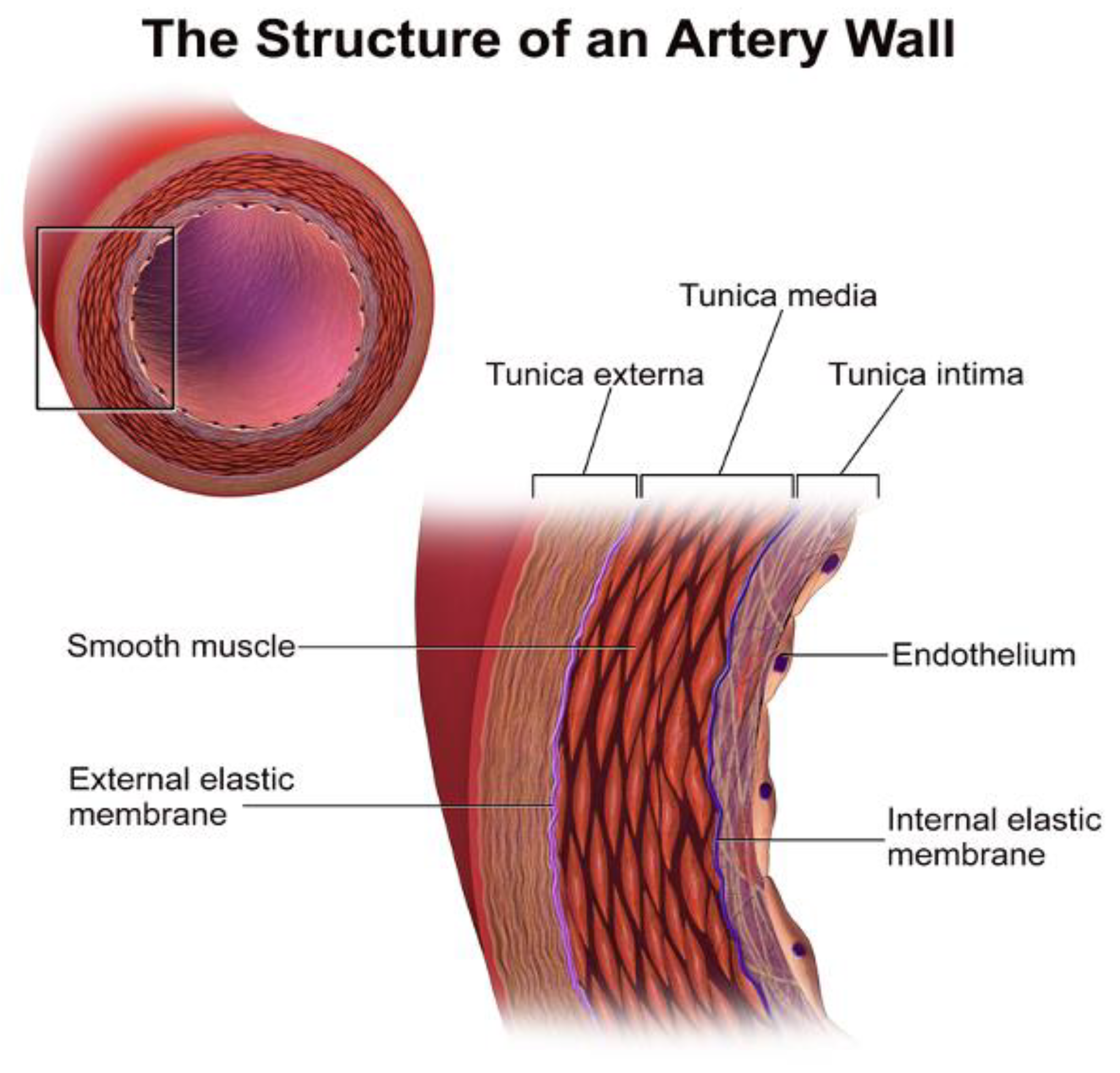 Smooth Muscle Cell Structure Smooth Muscle Cell Structure