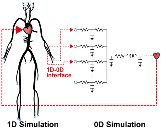 Development of a 3D Vascular Network Visualization Platform for One-Dimensional Hemodynamic ...