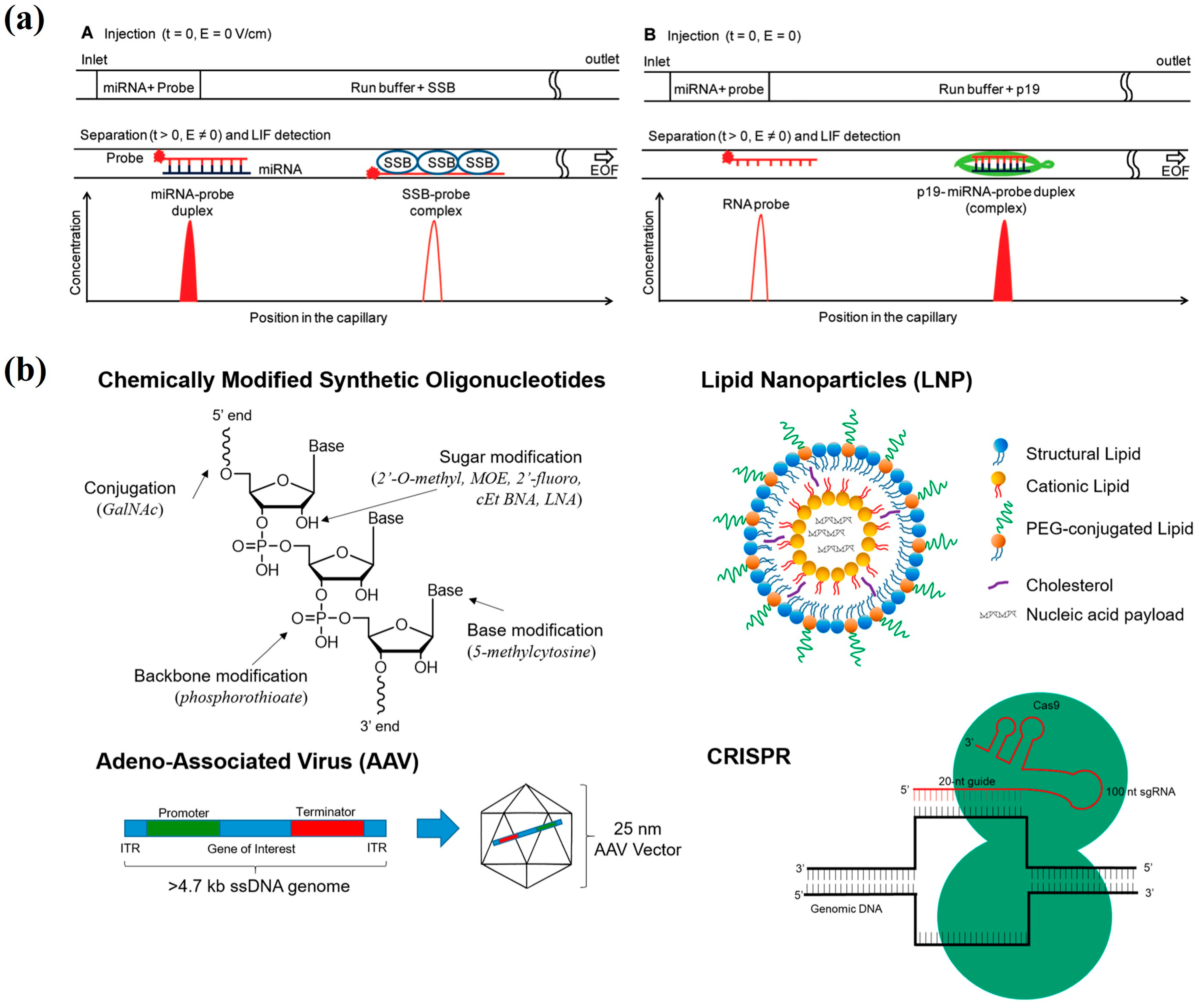 A Brief Review on the Analysis of dsDNA, RNA, Amino Acids and Bacteria ...