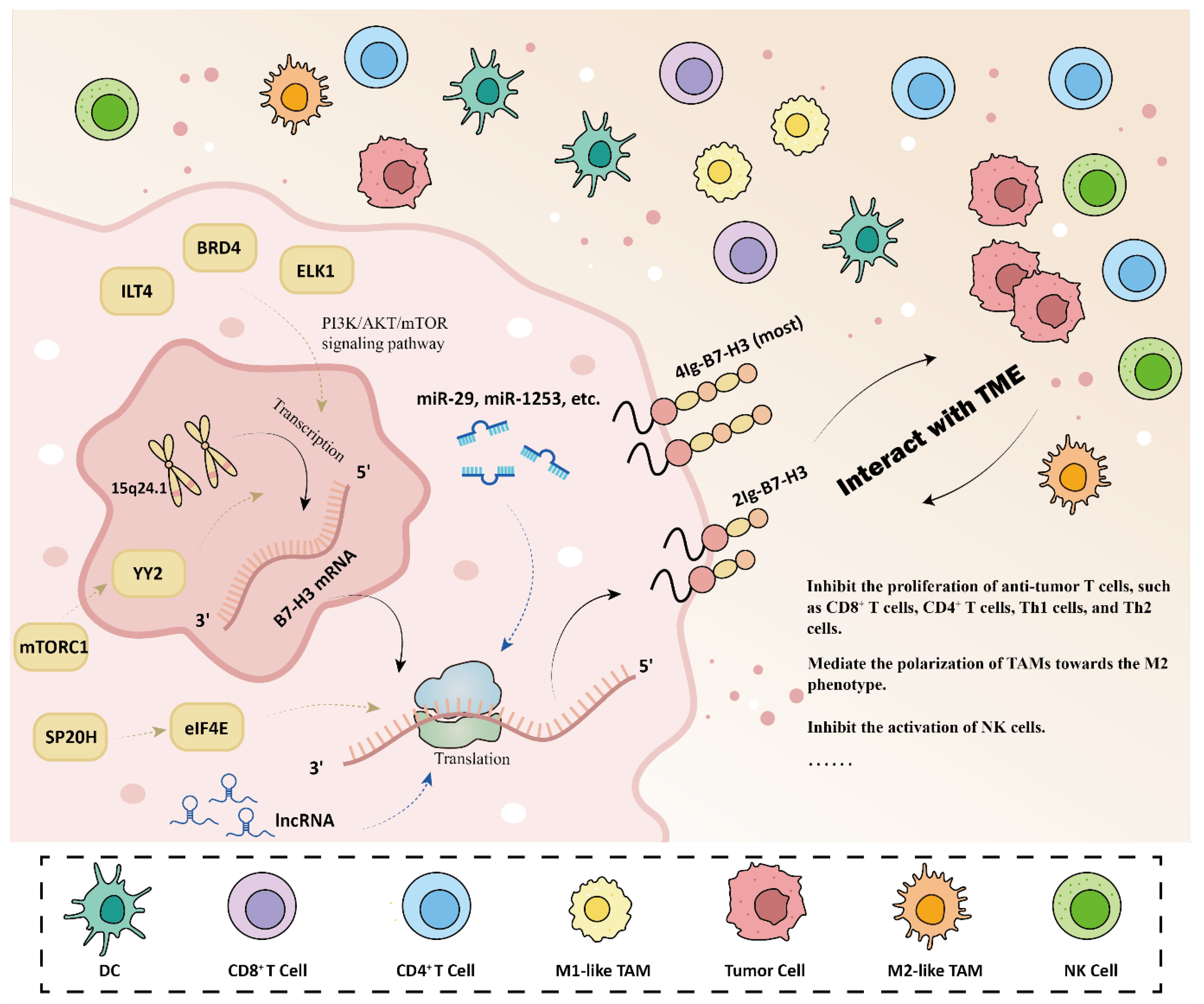 Exploiting B7-H3: Molecular Insights and Immunotherapeutic Strategies ...
