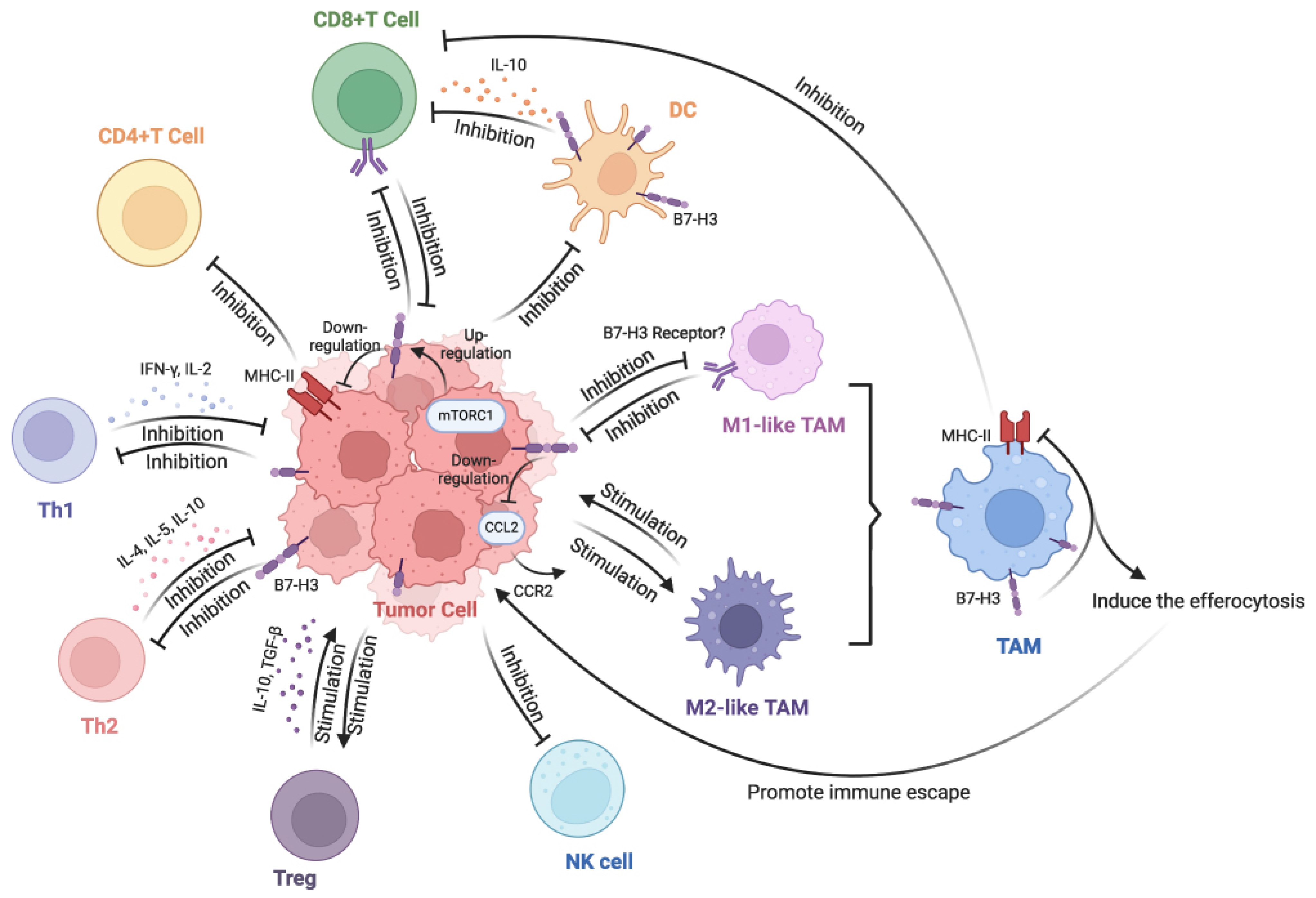 Exploiting B7-H3: Molecular Insights and Immunotherapeutic Strategies ...