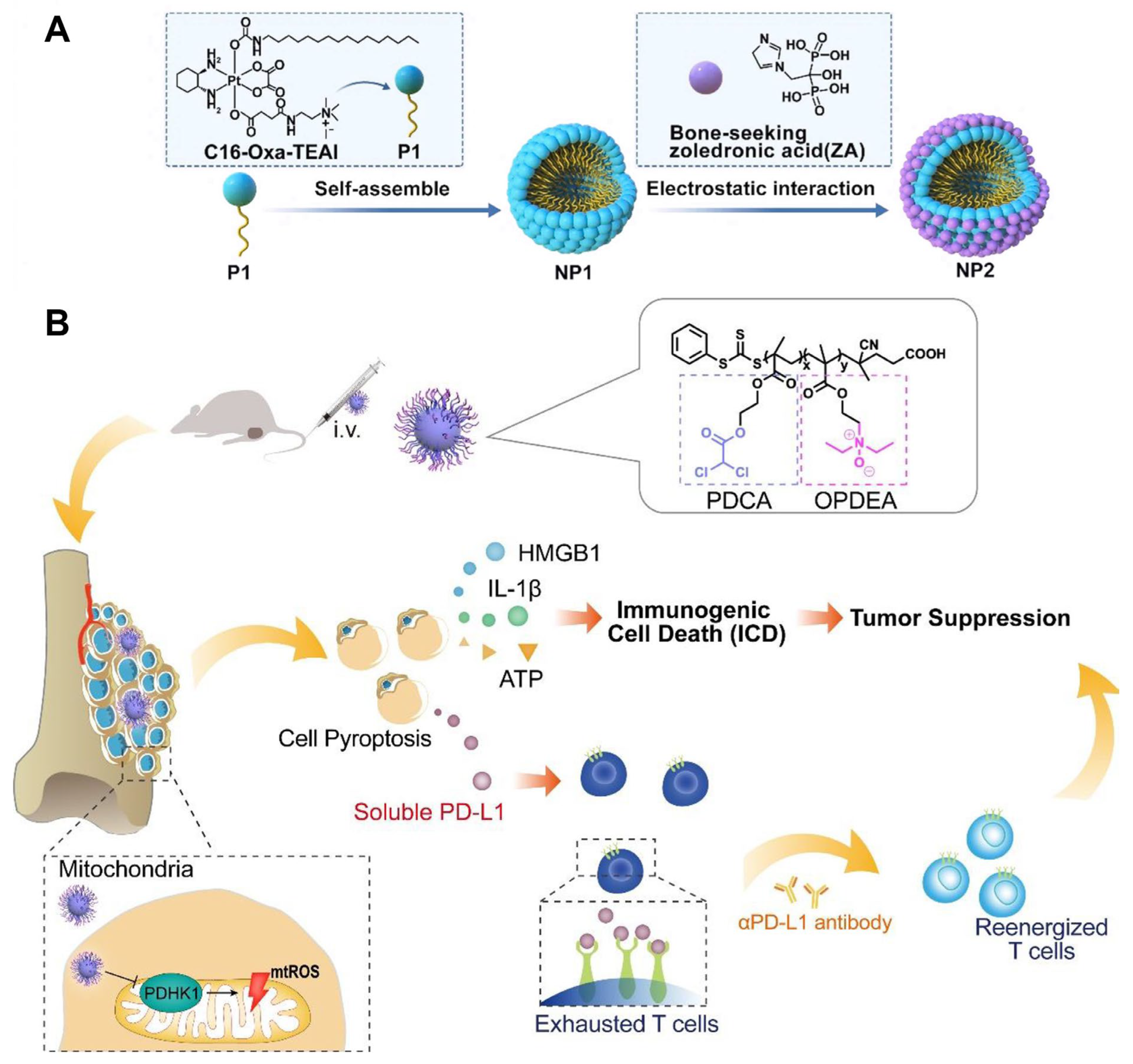 Exploiting B7-H3: Molecular Insights and Immunotherapeutic Strategies ...