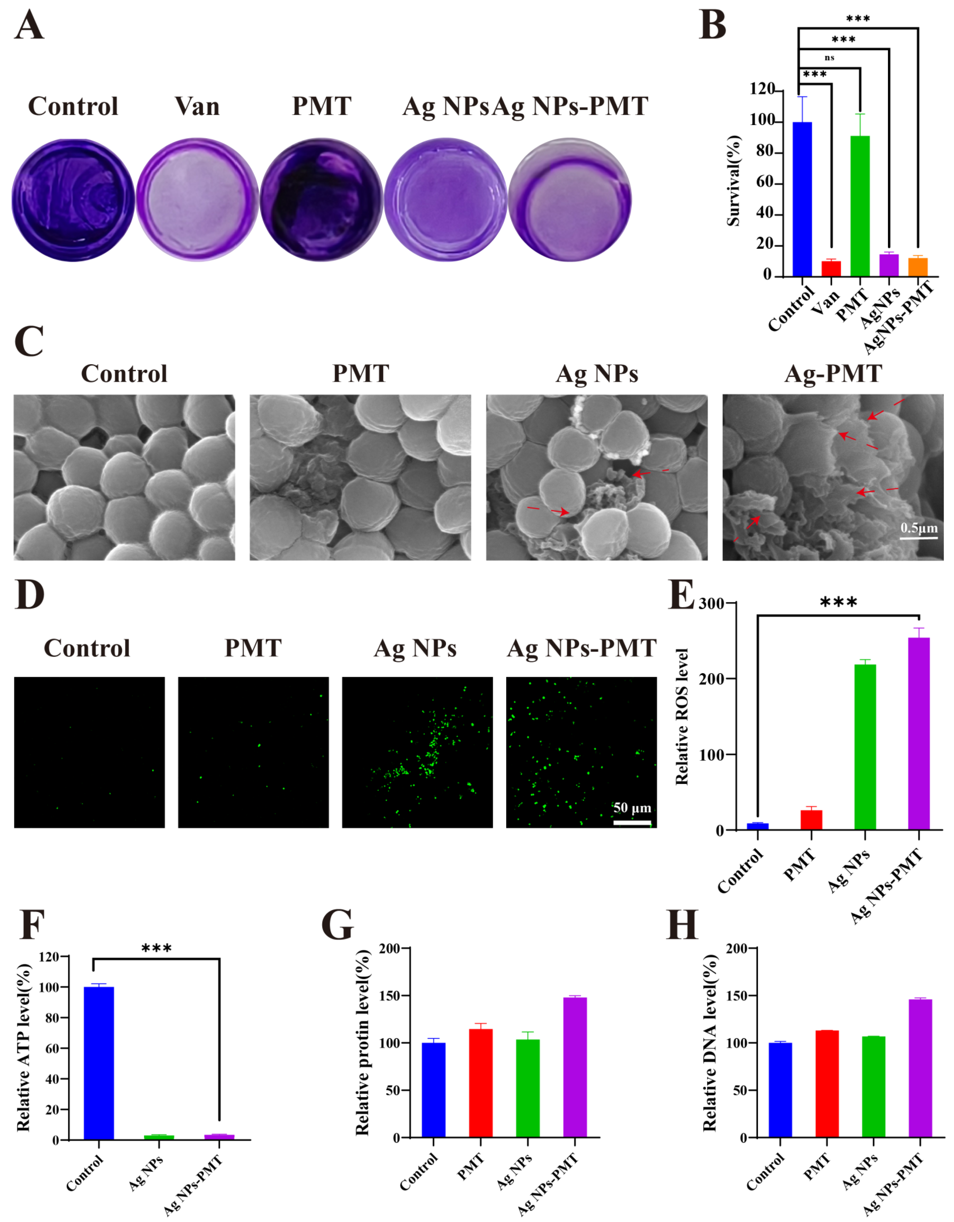 Bioengineered Premna Microphylla-Silver Nanoparticle Hydrogel for ...
