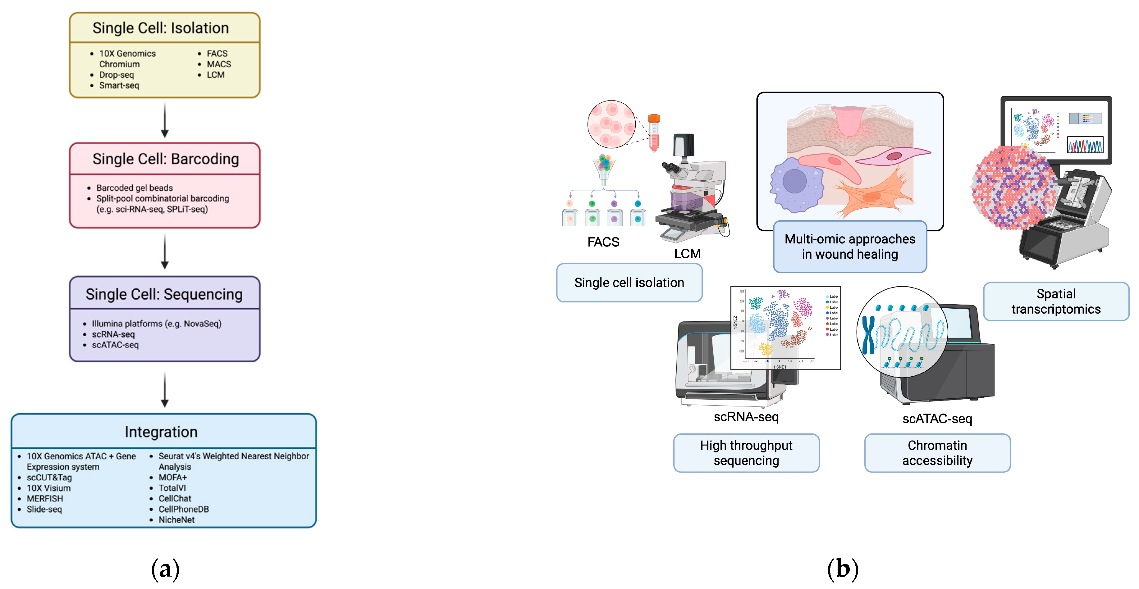 Understanding and Advancing Wound Healing in the Era of Multi-Omic ...