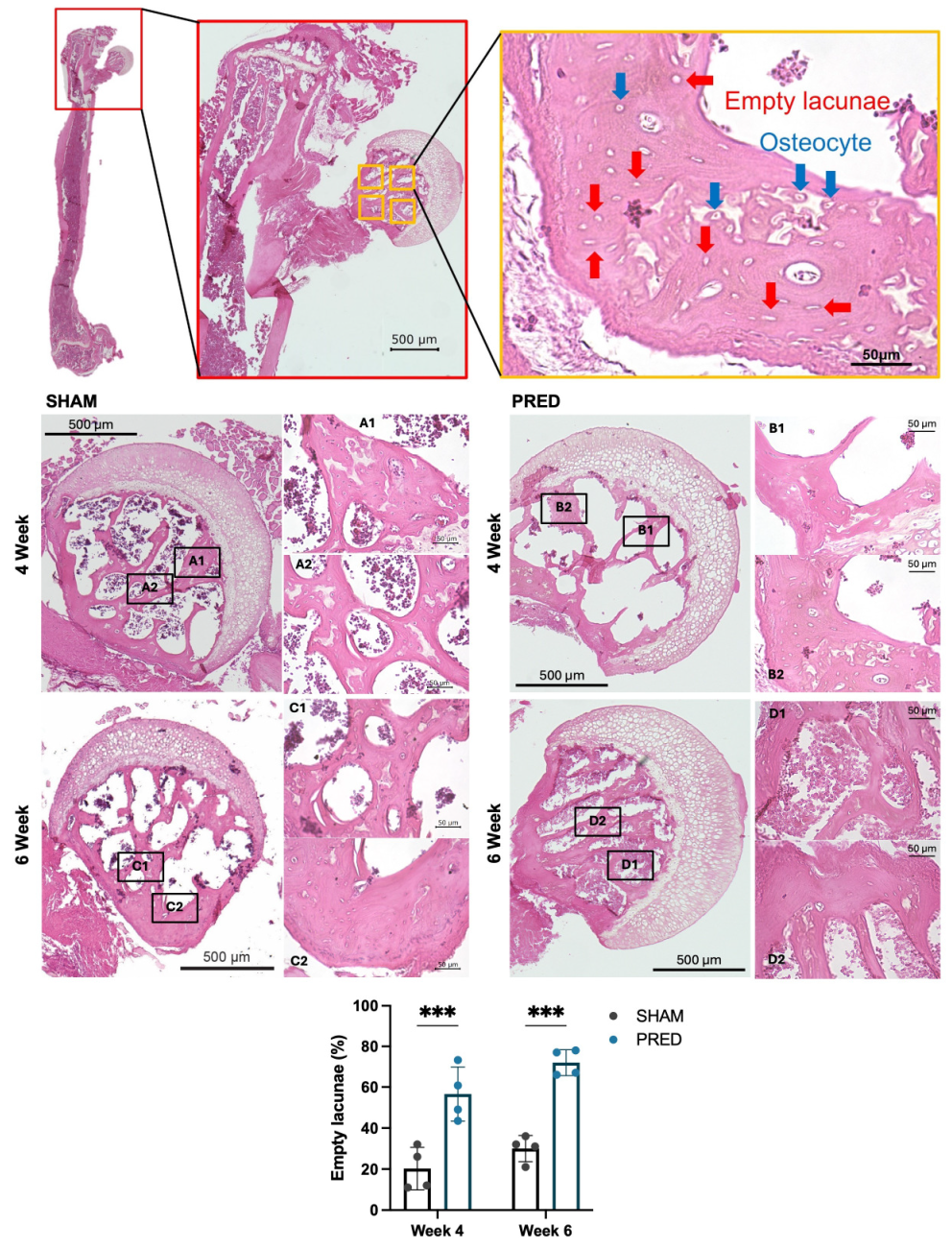 A Novel Murine Model to Study the Early Biological Events of ...