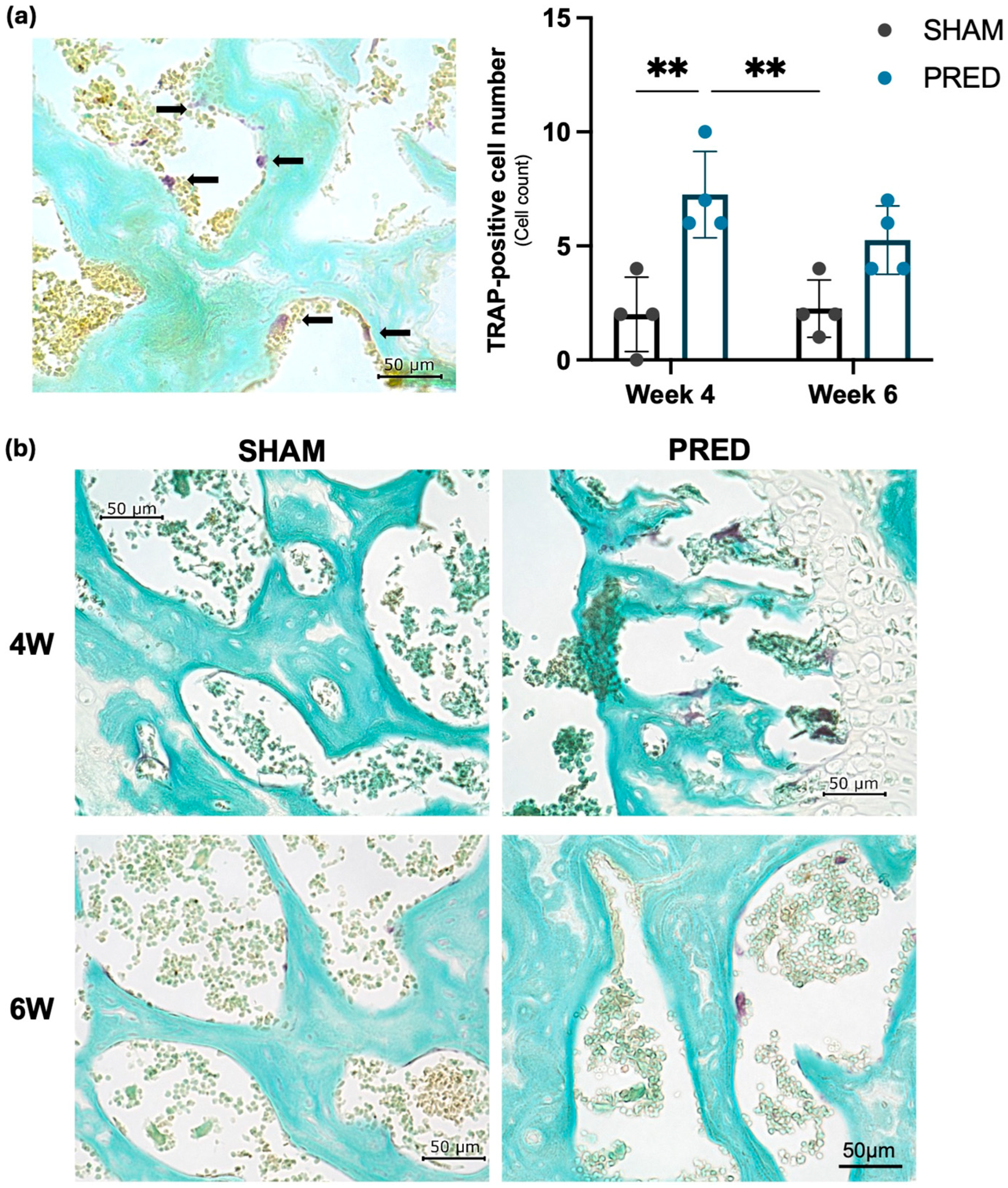 A Novel Murine Model to Study the Early Biological Events of ...