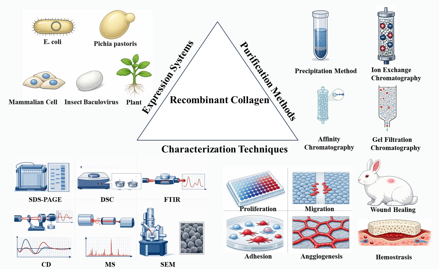 Progress in the Expression, Purification, and Characterization of ...