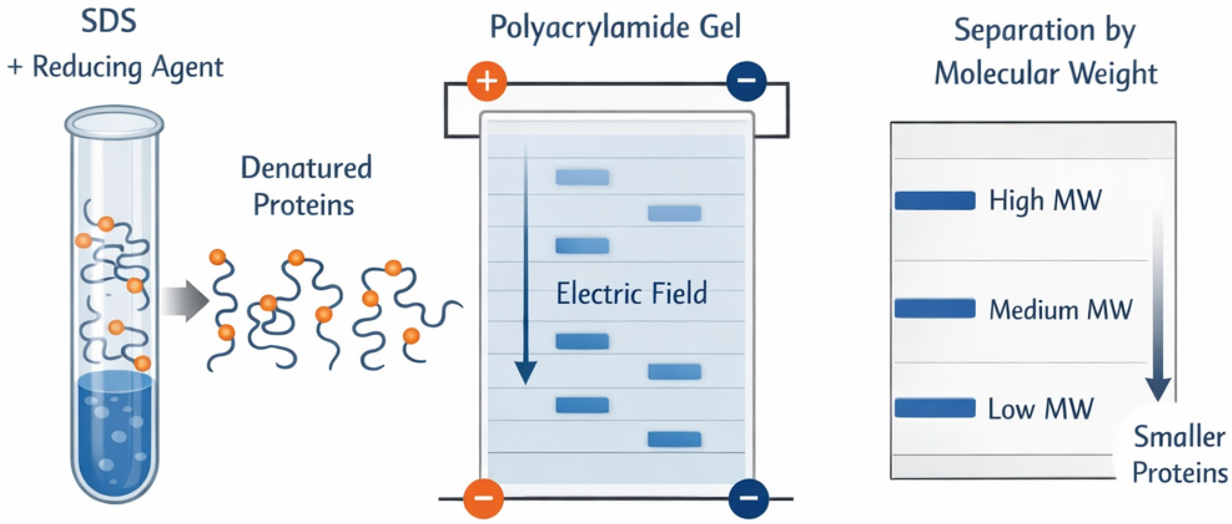 Progress in the Expression, Purification, and Characterization of ...