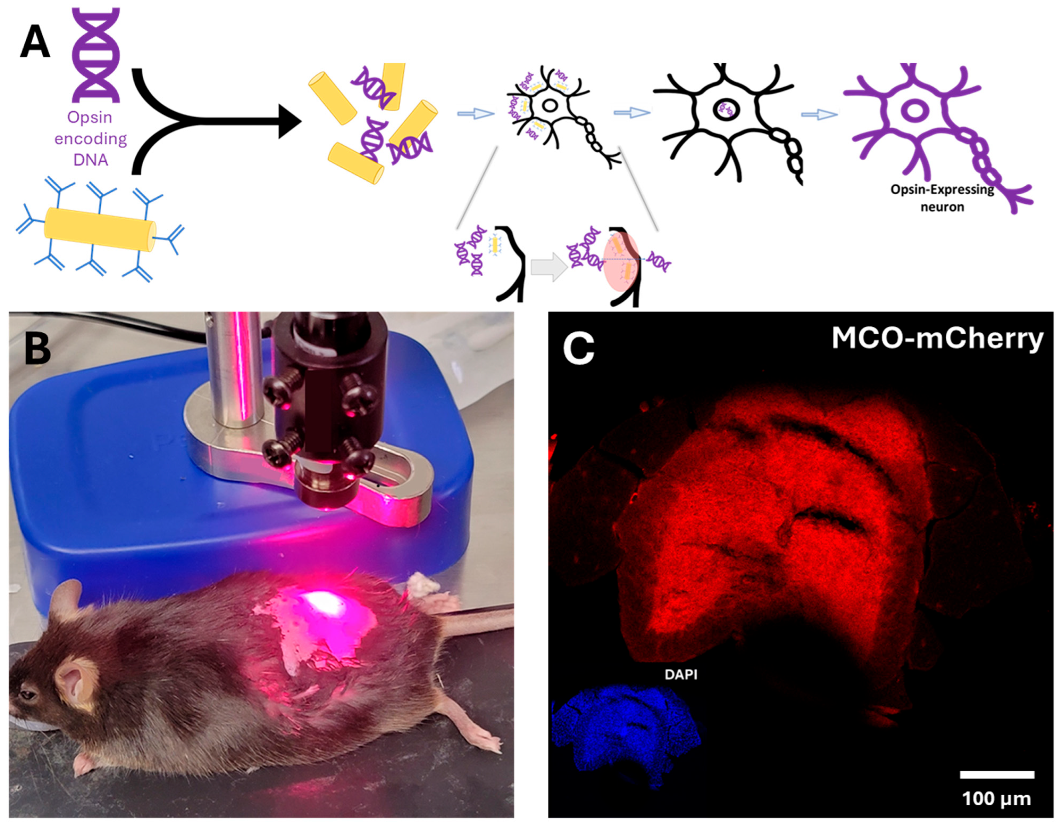 Nano-Enhanced Optical Delivery of Multi-Characteristic Opsin Gene for ...