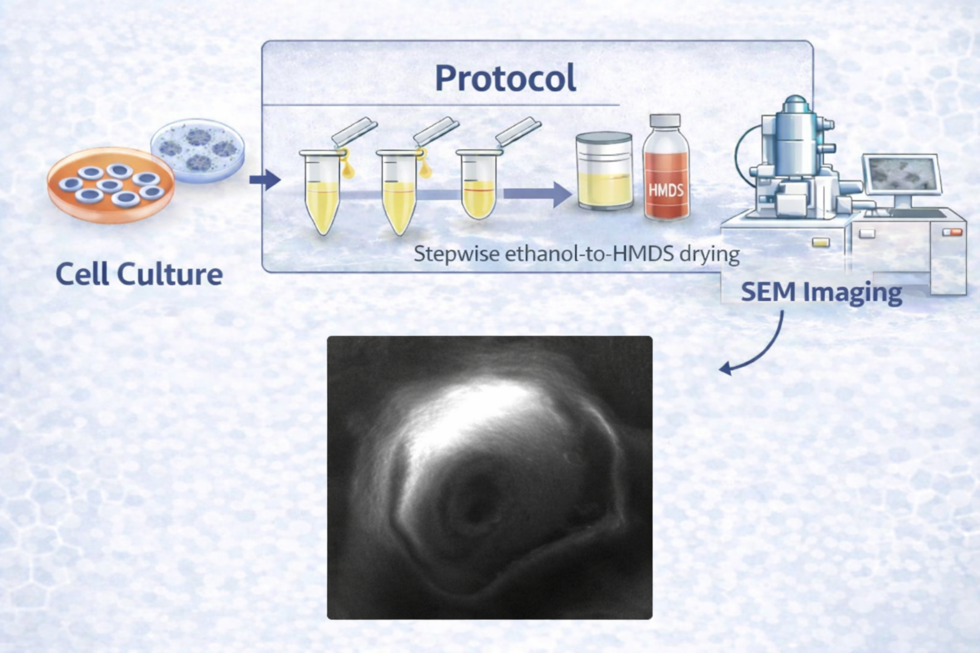 An Improved SEM Preparation Workflow for Plasma Membrane Imaging in ...