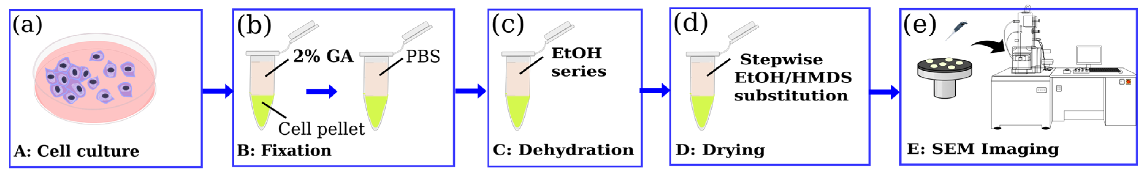 An Improved SEM Preparation Workflow for Plasma Membrane Imaging in ...