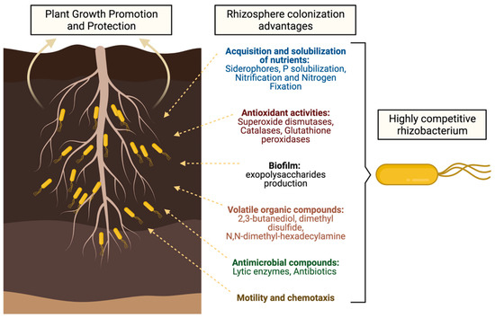 Rhizosphere Colonization Determinants by Plant Growth-Promoting ...