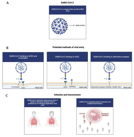 Biology | Free Full-Text | COVID-19 Vaccines: Current Conditions and ...