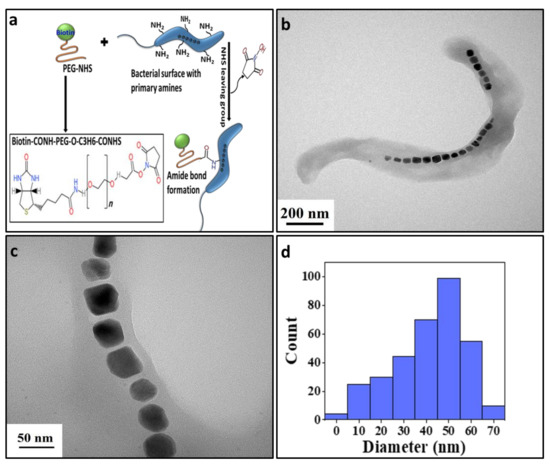 Functionalization of Biotinylated Polyethylene Glycol on Live ...