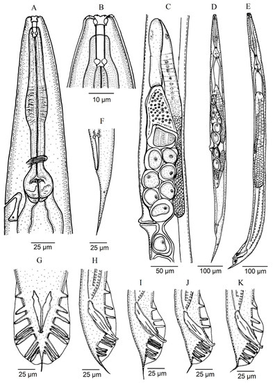 Biology | Free Full-Text | Morphological, Morphometrical and Molecular ...