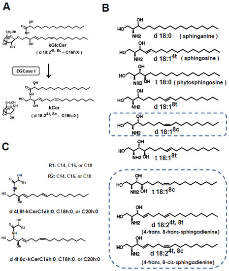 Konjac Ceramide (kCer)-Mediated Signal Transduction of the Sema3A ...