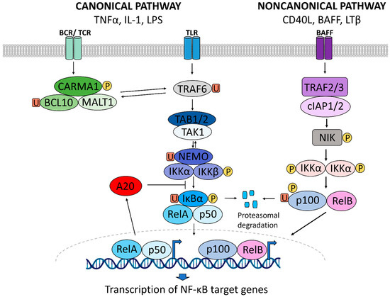 NF-κB Signaling and Inflammation—Drug Repurposing to Treat Inflammatory ...