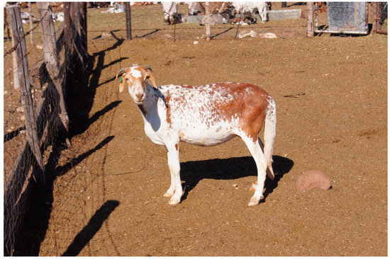Maternal Relationships among Ancient and Modern Southern African Sheep ...