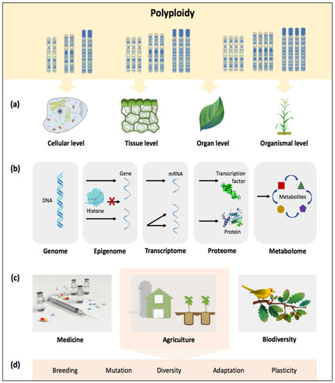 A Reappraisal of Polyploidy Events in Grasses (Poaceae) in a Rapidly ...