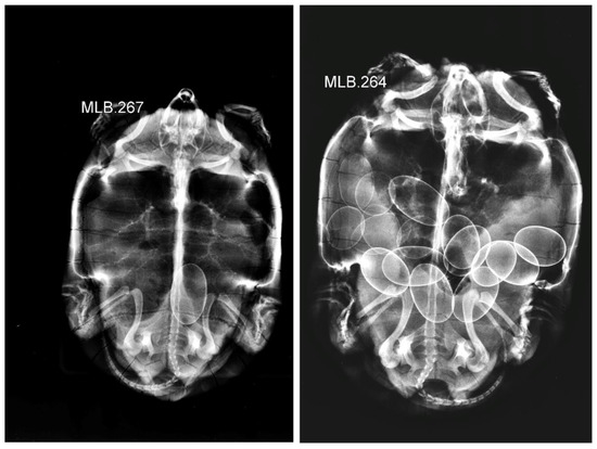 Reproductive Traits Demonstrate How Well the Mediterranean Stripe ...