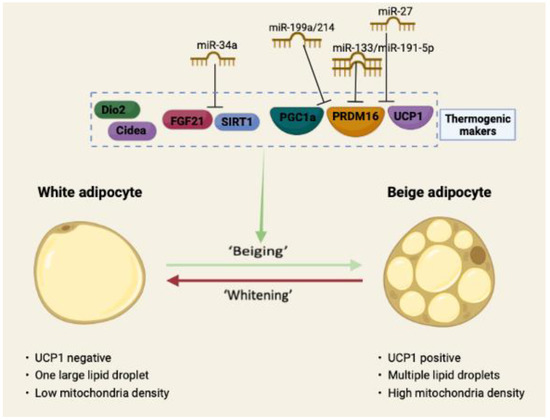 MicroRNAs as Mediators of Adipose Thermogenesis and Potential ...