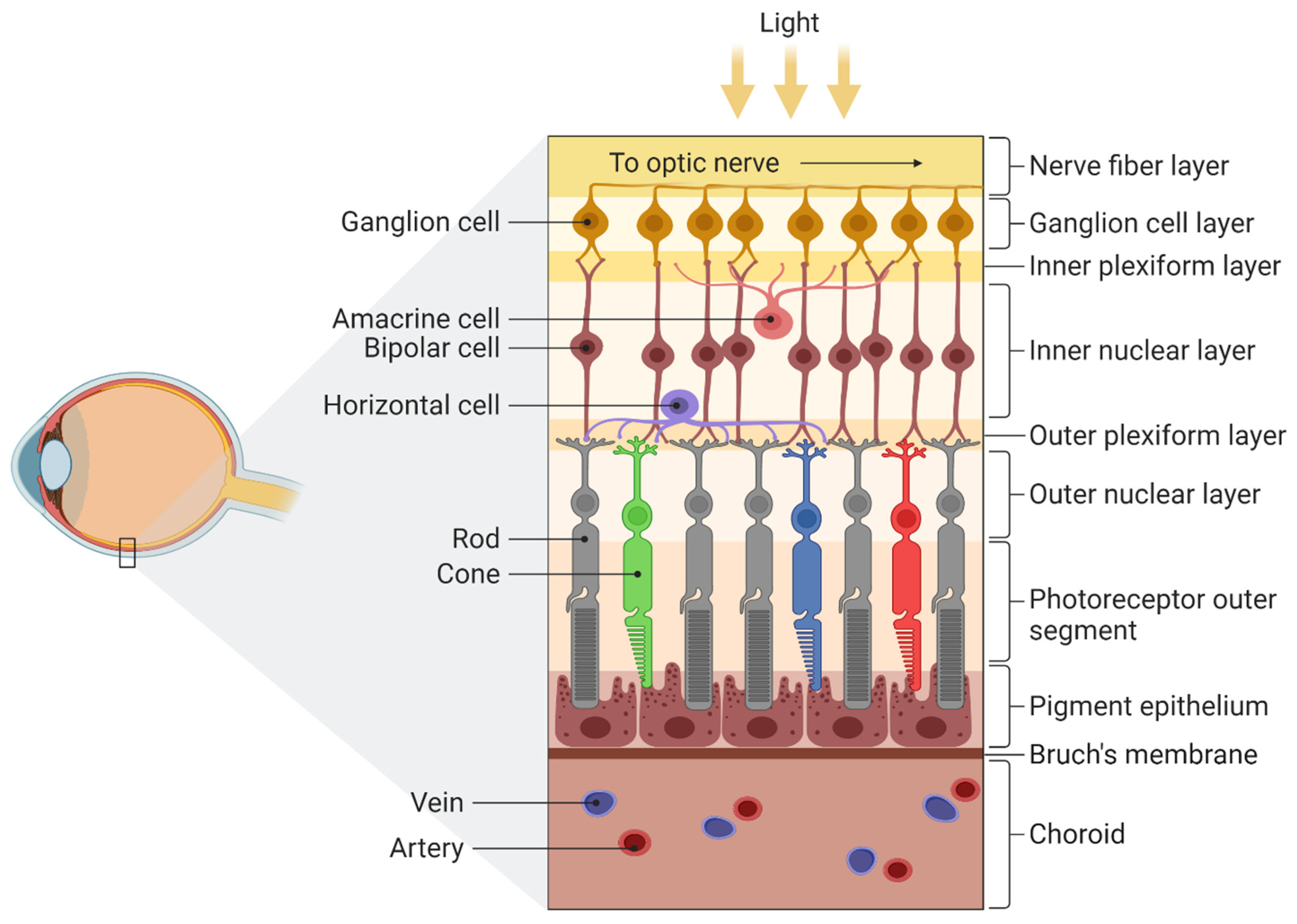 Biology Free Full Text Neuropsychological And Neurophysiological Biology Free Full Text Neuropsychological And Neurophysiological
