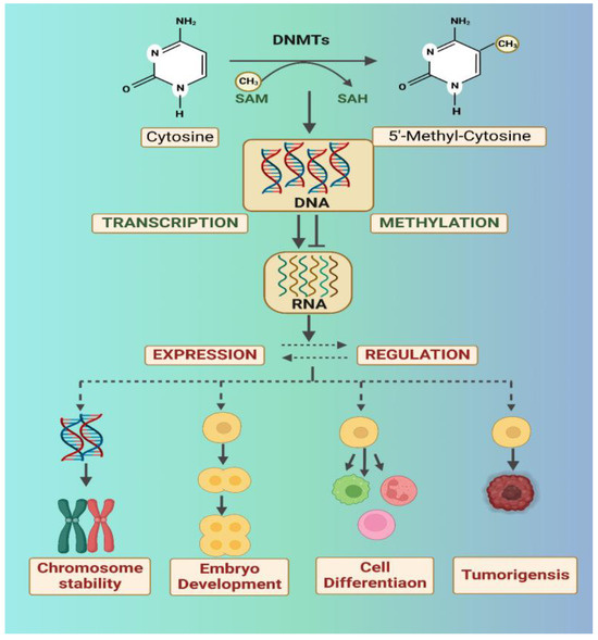 Biology | Free Full-Text | The Emerging Role of Epigenetics in ...