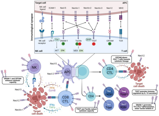 Biology | Free Full-Text | Nectin Family Ligands Trigger Immune ...