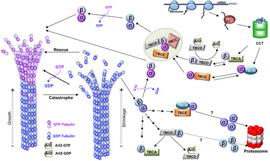 Tubulin Post-Translational Modifications: The Elusive Roles of Acetylation