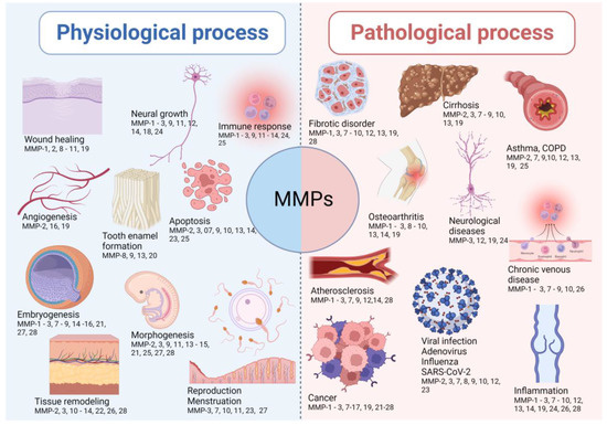 Involvement of Matrix Metalloproteinases in COVID-19: Molecular Targets ...
