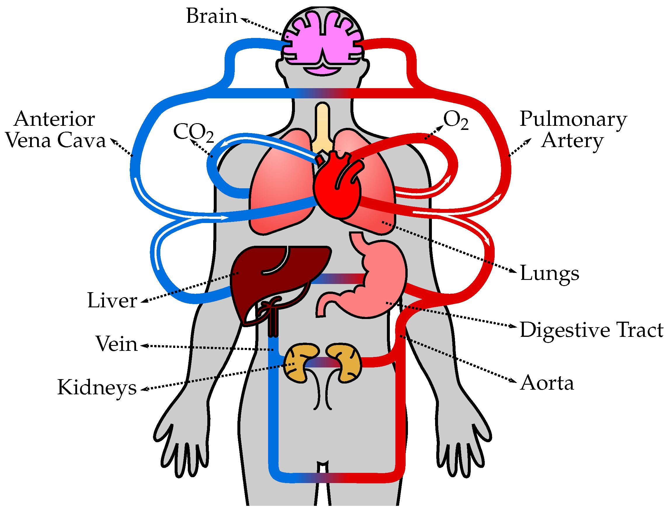Biology Free Full Text Modeling Dynamics Of The Cardiovascular Biology Free Full Text Modeling Dynamics Of The Cardiovascular
