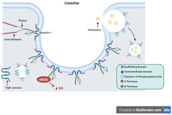 Caveolin-1: A Review of Intracellular Functions, Tissue-Specific Roles ...